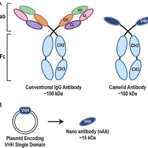 A Schematic Of A Conventional Immunoglobulin G Igg Antibody And A