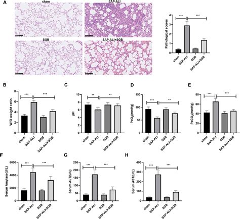 sgb could efficaciously ameliorate sap ali an sap rat model was
