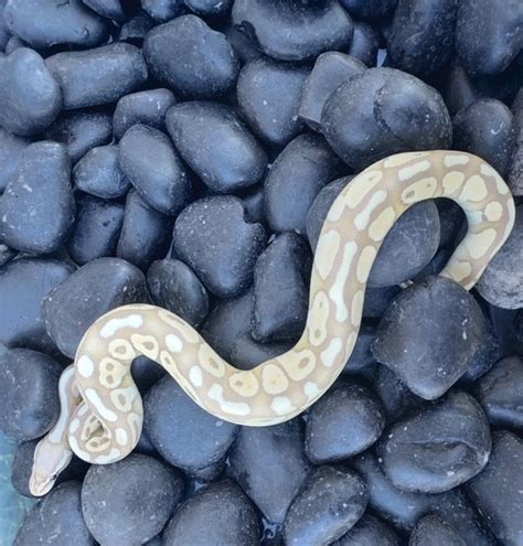 Pastel Banana Lesser Ball Python By Foxis Exotics