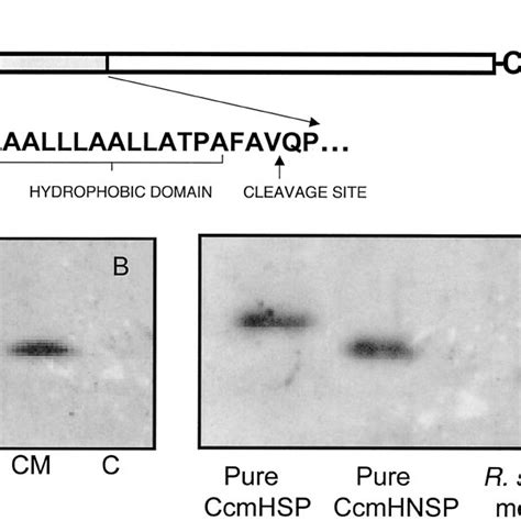Ccmh Has A Cleavable N Terminal Signal Sequence A Amino Acid Download Scientific Diagram