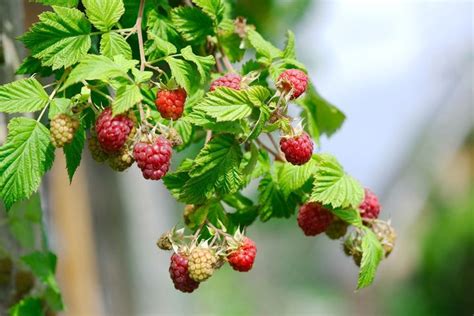 How To Prune Raspberry Bushes Raspberry Plants Raspberry Bush Edible Garden