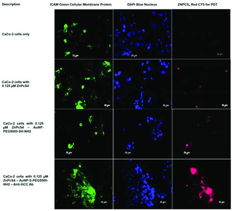 Subcellular Localization Images Comparison Of Znpcs 4 Ps Uptake In Download Scientific Diagram