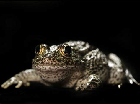 Should Dried Up Tree Frog Sex Ponds Limit Property Rights Reason Com