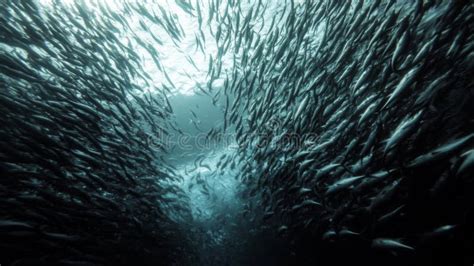 Massive School Of Silver Fish Underwater Stock Illustration