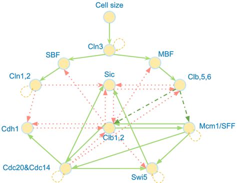 boolean network model for the yeast cell cycle control network as