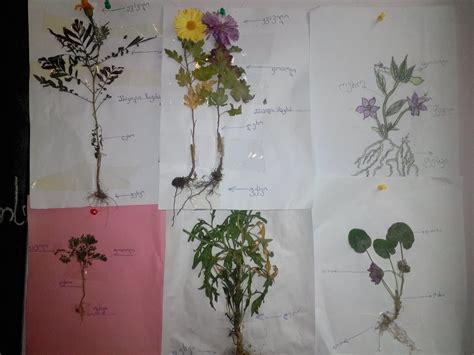 ქალაქ თბილისის 130 ე საჯარო სკოლა Ii კლასი საკლასო ღონისძიებები