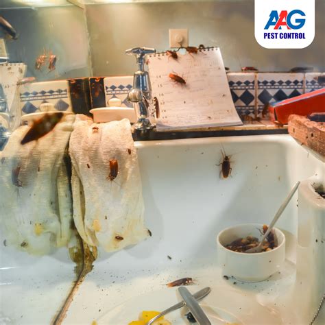 Blog Post Aag Pest Control