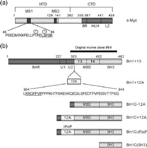 Domain Architecture Of A C Myc And B Bin1 Conserved Regions Of Download Scientific Diagram