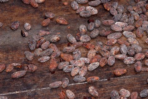 Drying Cacao Beans Stock Image C023 7410 Science Photo Library