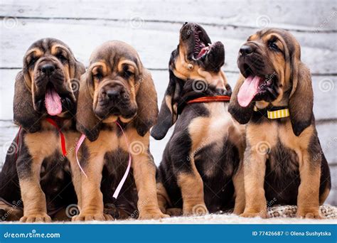 Sabueso Hermoso De Los Perritos En Un Fondo Ligero Imagen De Archivo