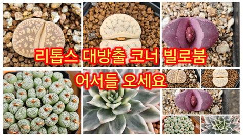 22 1부 리톱스코너다육 대방출 ~~~ 어서오세요 ~~~구경 오세요 Youtube