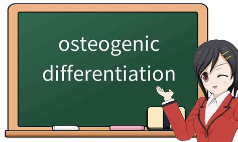 【英语单词】彻底解释 Osteogenic Differentiation”！ 含义、用法、例句、如何记忆 おもしろい英文法