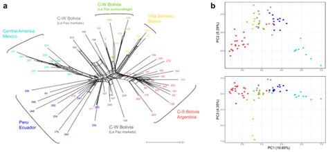 Phylogenetic Network And Principal Component Analyses Of C Download Scientific Diagram