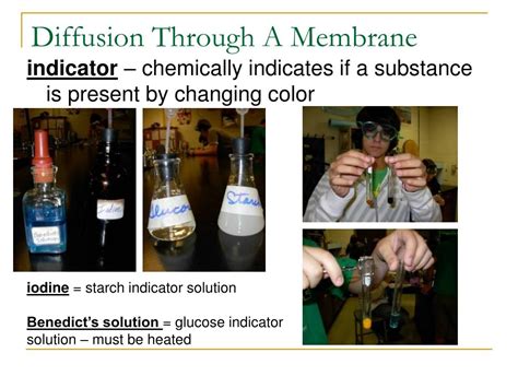 PPT New York State Required Labs Review Diffusion Through A Membrane Making Connections
