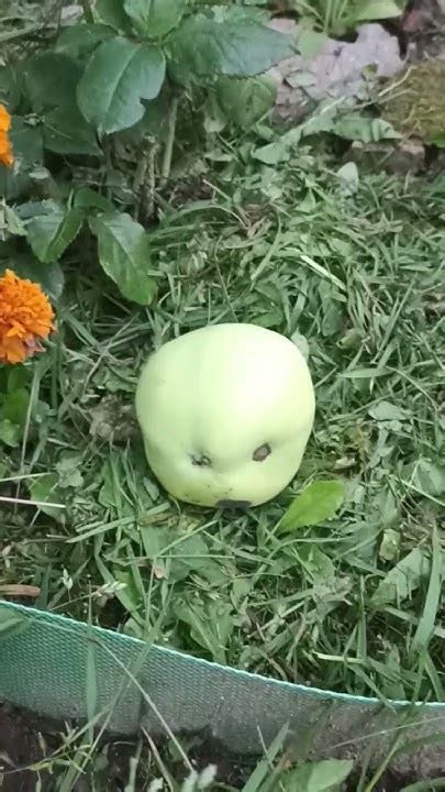 Смешная мордашка Youtube