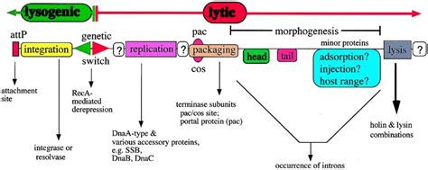 Modular Genomic Organization Found In A Large Group Of Small Download Scientific Diagram