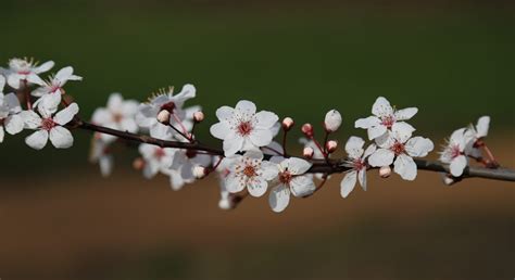 Tree Of The Month February