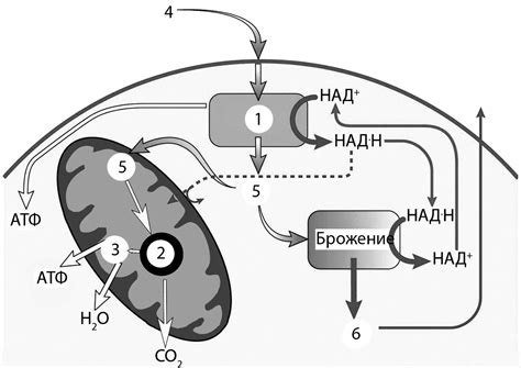 Энергетический обмен 3