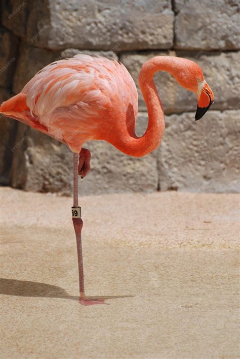 Flamingo Standing