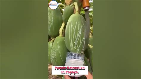 Papain Extraction In Papaya Youtube