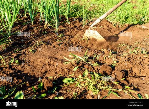 Garden Hoe With Movement Weeding A Garden Area And Dirt Path Stock Photo Alamy