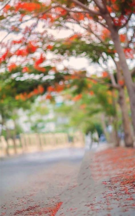 DSLR Blur Wallpapers Wallpaper Cave