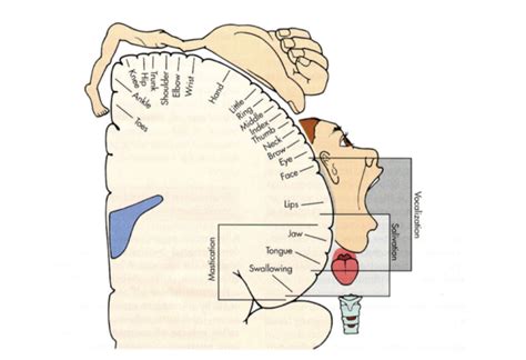 Stimulation Sensation And Localization In The Cortex Sapien Labs