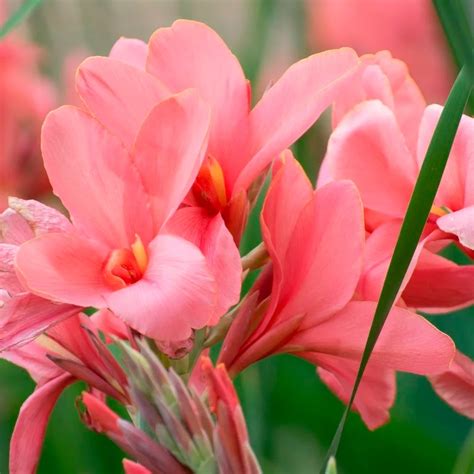Купить Канна Сити Оф Портланд недорого по цене 290руб.|Garden-zoo.ru