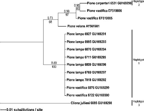 Bayesian 50 Majority Rule Phylogram Based On Co1 Sequences