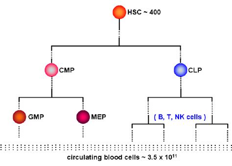 Hierarchical Tree Of Hematopoiesis Hematopoietic Stem Cells Hsc