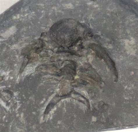 特別展「大絶滅展」 週末博物館