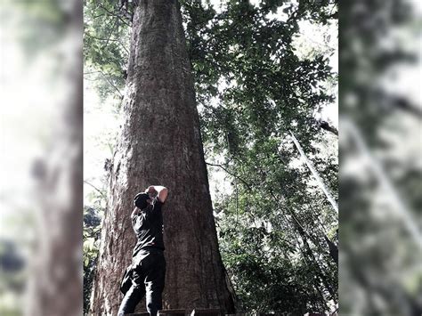 Fakta Fakta Kayu Ulin Di Kalimantan Timur Tagar