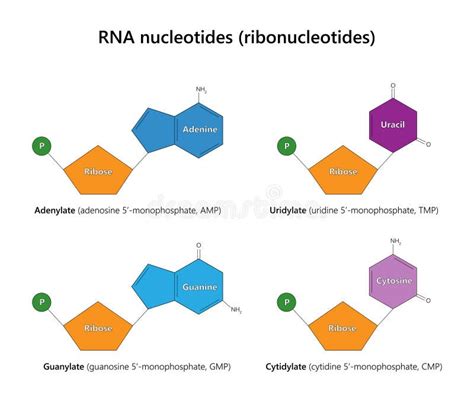 核糖核苷酸 向量例证 插画 包括有 基因 传记 向量 巴斯克人 核苷酸 查出 结构 磷酸盐 282299896