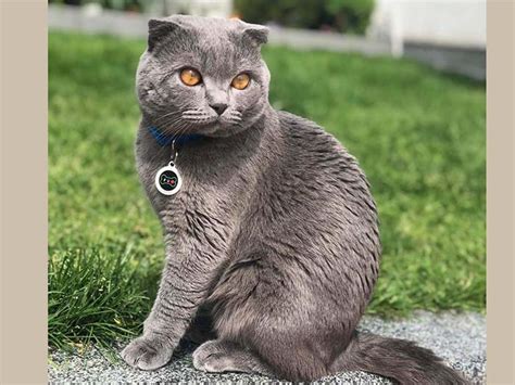 ბრიტანული