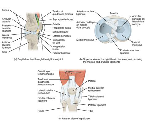 Articulacion Femorotibial