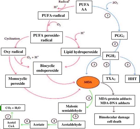 Malondialdehyde Formation And Metabolism Process 79 Decomposition