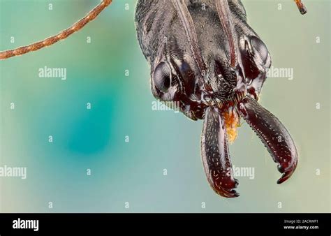 Trap Jaw Ant Close Up Of The Head Of A Trap Jaw Ant Odontomachus Sp