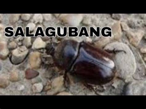 Ang Salagubang Beetles Paano Lutuin Ang Salagubang Youtube