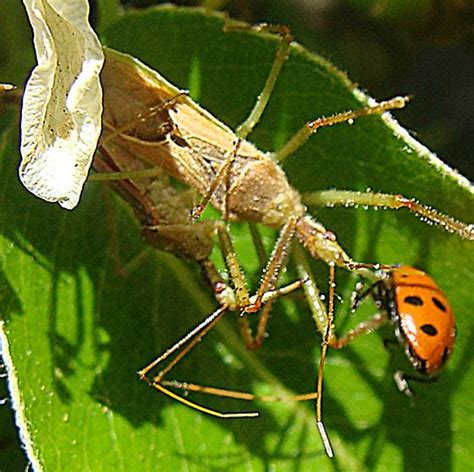 Leafhopper Assassin Bugs Zelus Renardii Bugguidenet Leafhopper Assassin Bugs Zelus Renardii Bugguidenet