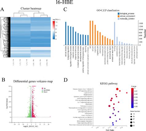 Comparative Transcriptomic Analysis Of 16 Hbe Cells Treated With D