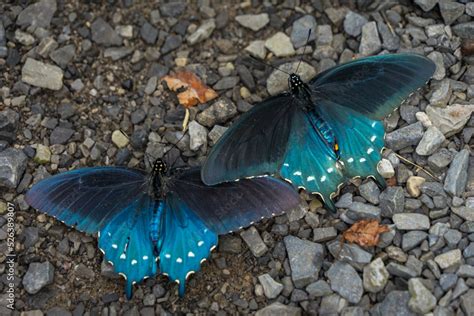 Battus Philenor The Pipevine Swallowtail Or Blue Swallowtail Is A