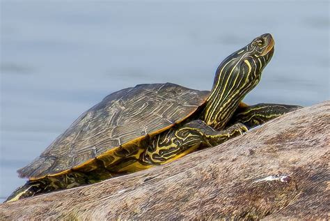 40 Facts About Spiny Softshell Turtle