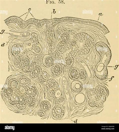 A System Of Gynecology Of The Larger Vessels The Majority Of These Fusiformcells Which Have