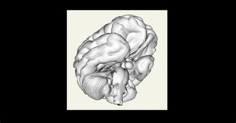 The Modular Theory Of Mind What It Is And What It Explains About The