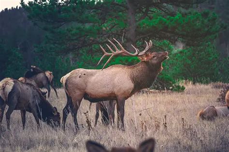 Deer Vs Elk Comparison Difference Between Elk Other Deer Species