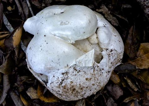 documenting macrofungi on a remote ocean island the california