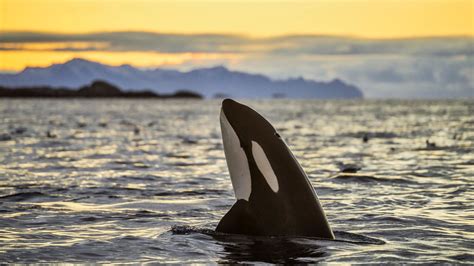 Orcas Facts About Killer Whales