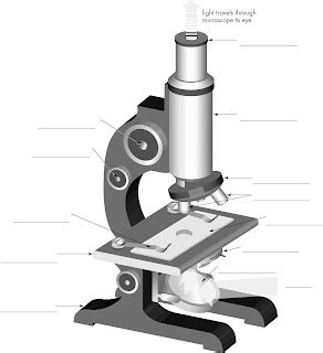 Trust Sources Microscope Worksheet