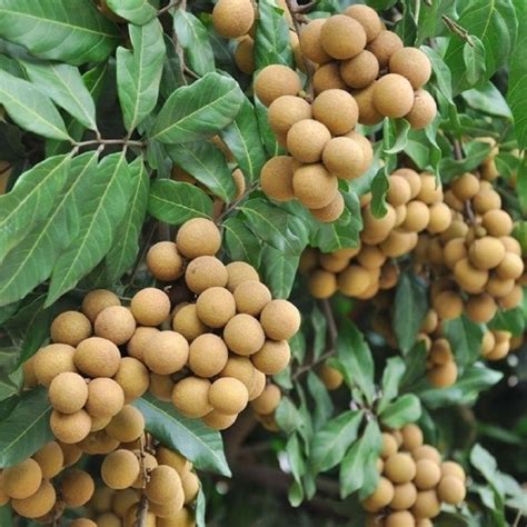 桂圆几月份成熟上市？ 惠农网