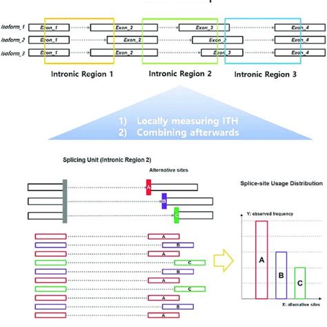 Illustration Of An Intronic Splicing Unit An Intronic Splicing Unit Is Download Scientific